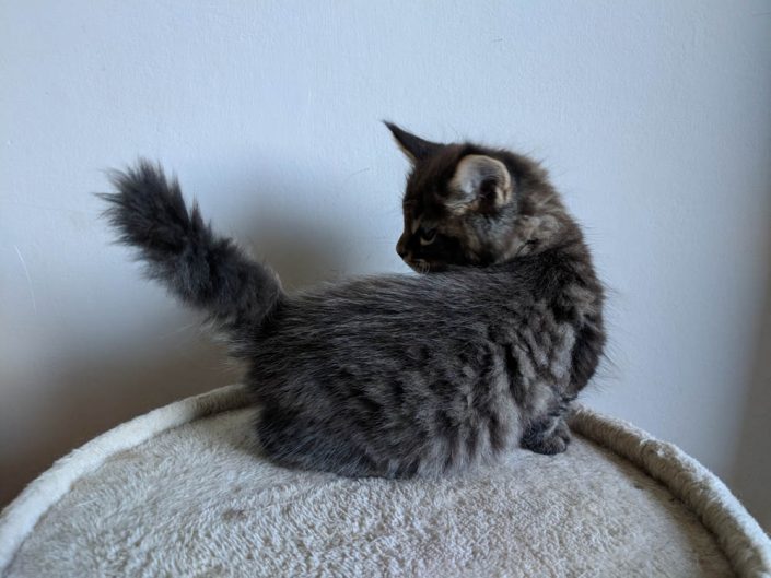 What is fever coat? Can Maine Coons be born with a fever coat?