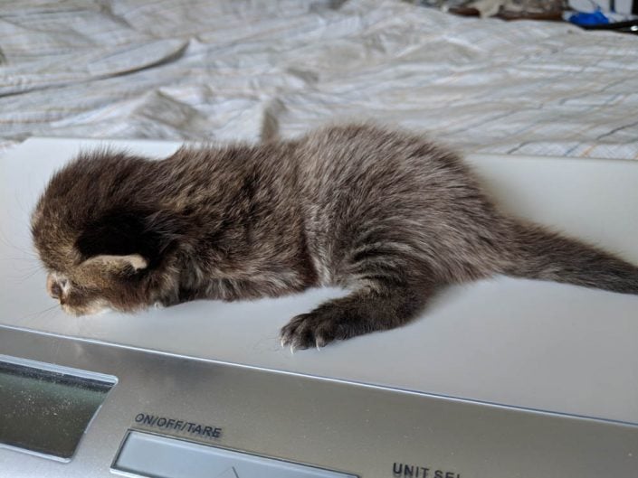 What is fever coat? Can Maine Coons be born with a fever coat?